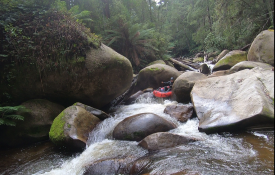 TANJIL RIVER - UPPER WEST BRANCH